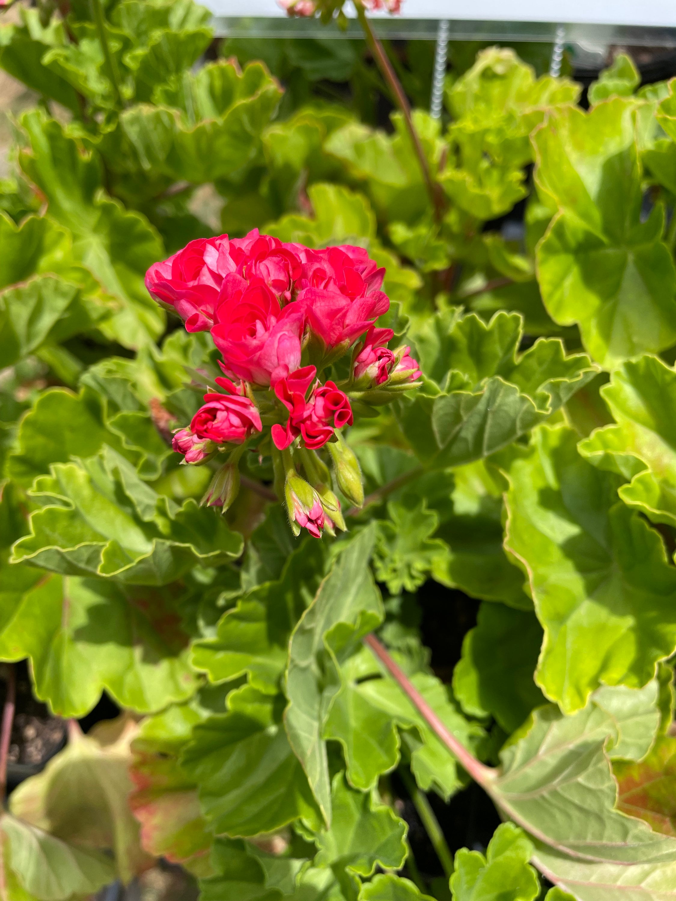 Unique & Rare Rosebud Geraniums Blooming Organically Grown Quart Size - Etsy