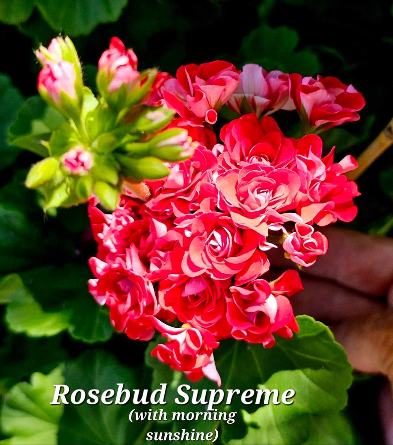 Unique & Rare Rosebud Geraniums Blooming Organically Grown Quart Size ...