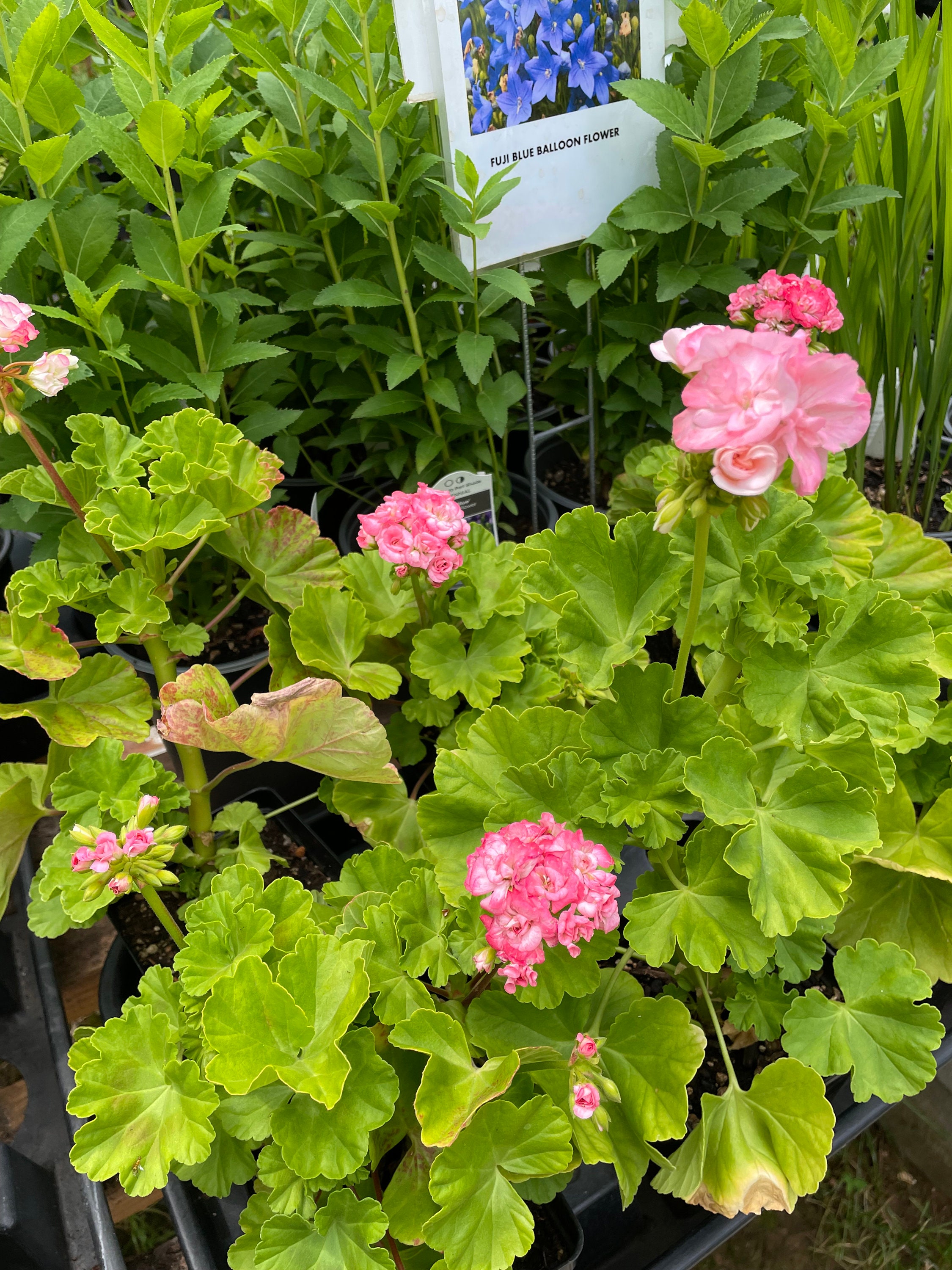 Unique & Rare Rosebud Geraniums Blooming Organically Grown Quart Size ...