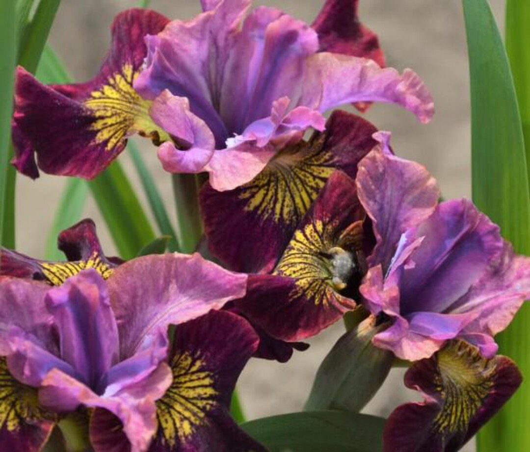 Fragrant Miss Apple Iris Rhizome: Magenta & Gold Blooms - Etsy