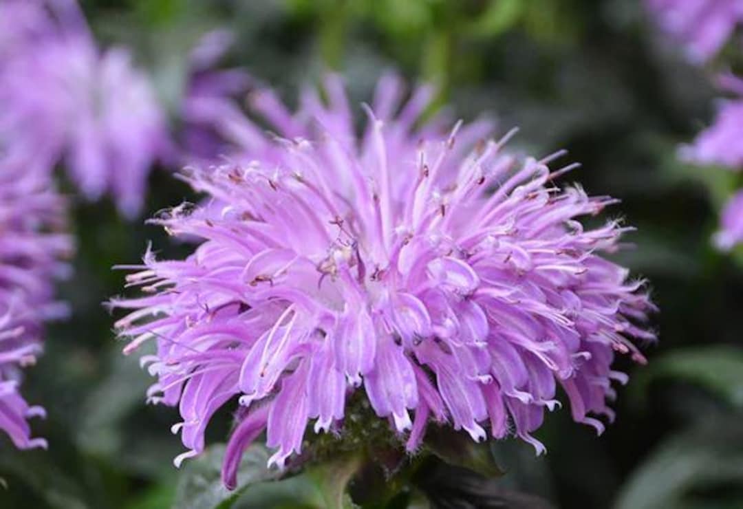 Sugar Buzz Blue Moon Monarda bee Balm 1-1/2 Gallon grown as Nature ...
