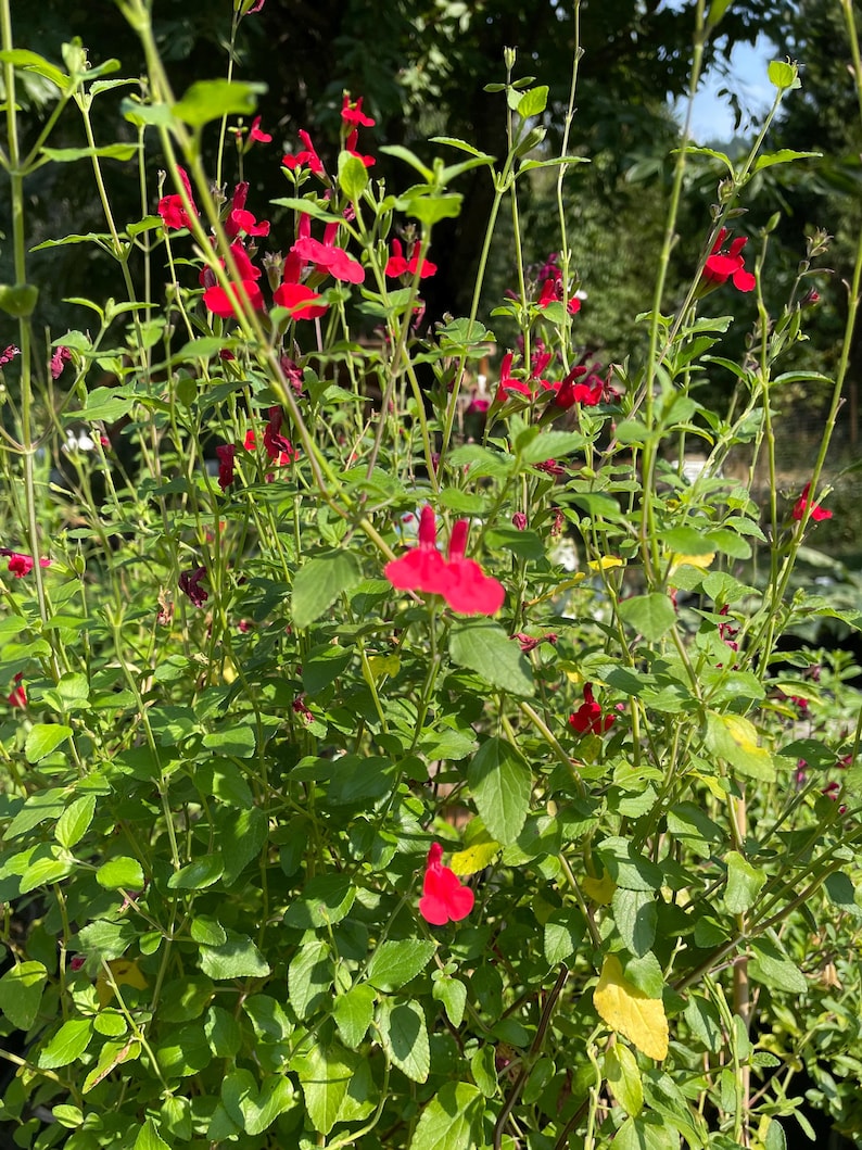 Cat's Eye Dwarf Iris: Perennial Plant, Pollinator, Established Root ...