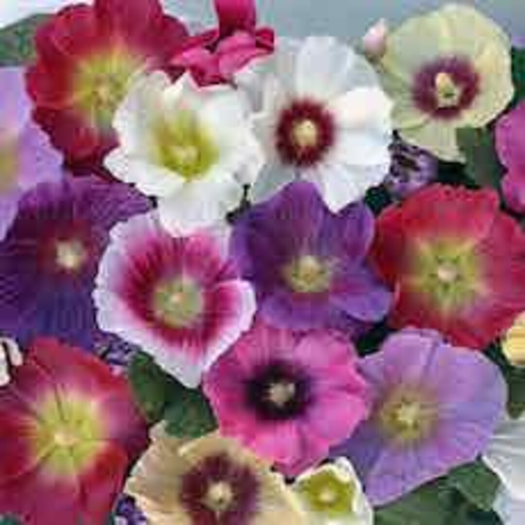 Mixed Colors Hollyhocks Gallon Size Bareroot Grown as Nature Intended ...