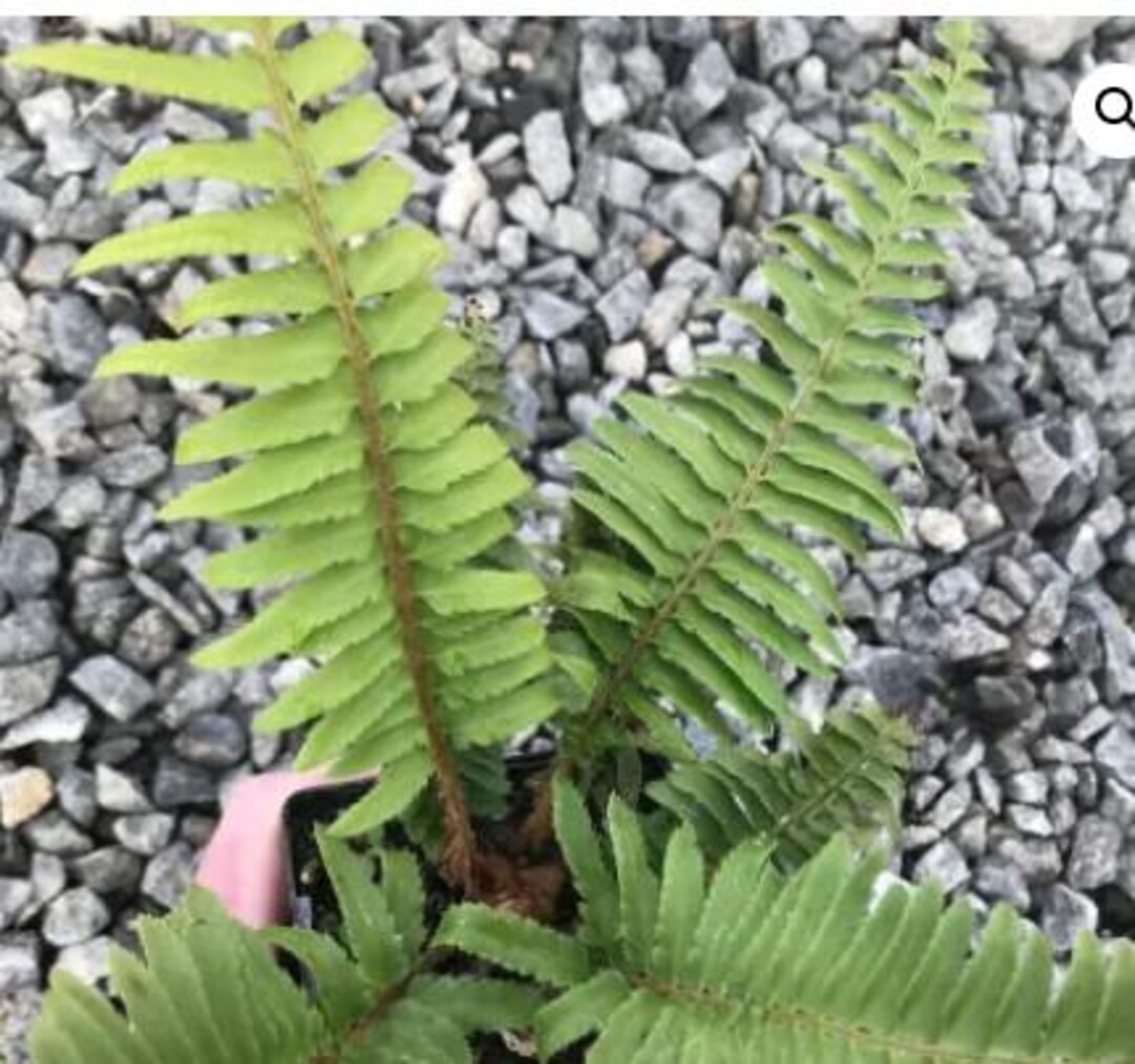 Evergreen Western Sword Fern 1 Gallon Size Plant grown as Nature ...