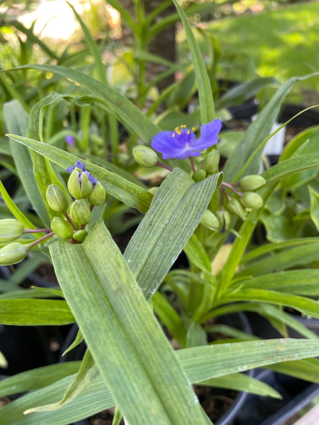 Amethyst Kiss Spiderwort - Established Perennial, Healthy Root Stock ...