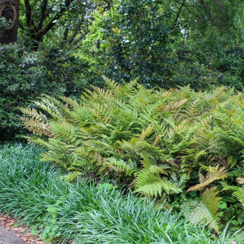 Evergreen Deer Fern 1 gallon Plant grown as Nature Intended - Etsy