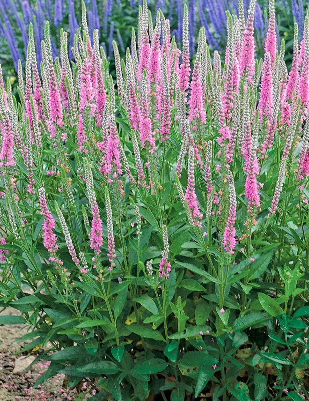 Perfectly Picasso Speedwell Gallon Size Organically Grown Bareroot - Etsy