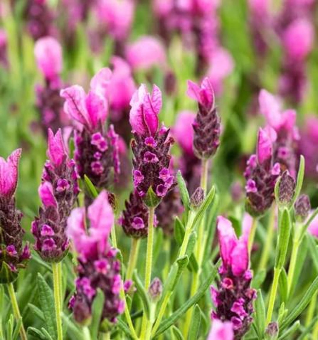 Papillon Lavender 1 Gallon Plant Organically Grown as Nature Intended ...