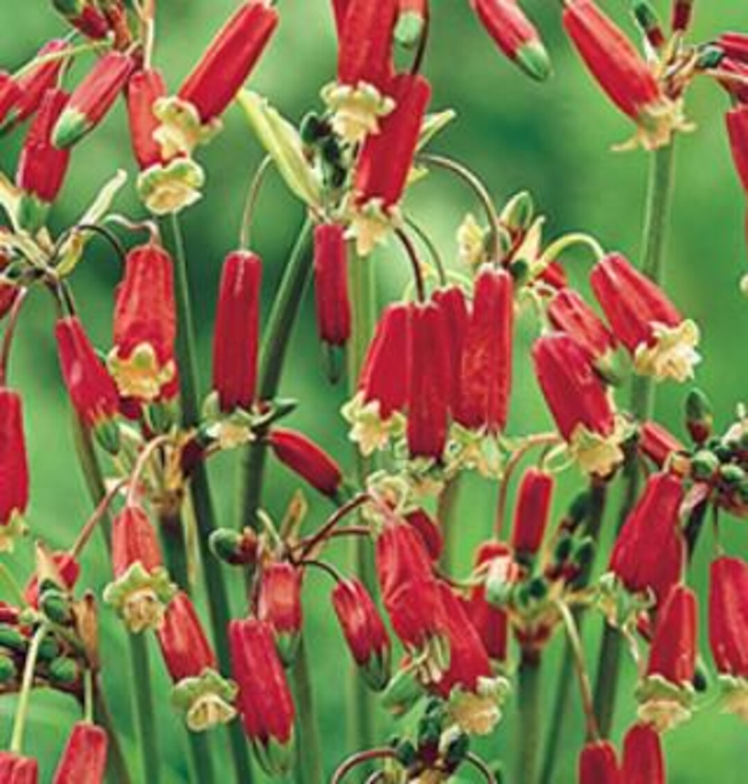 Firecracker Flower Gallon Size Established Bareroot Organically Grown ...