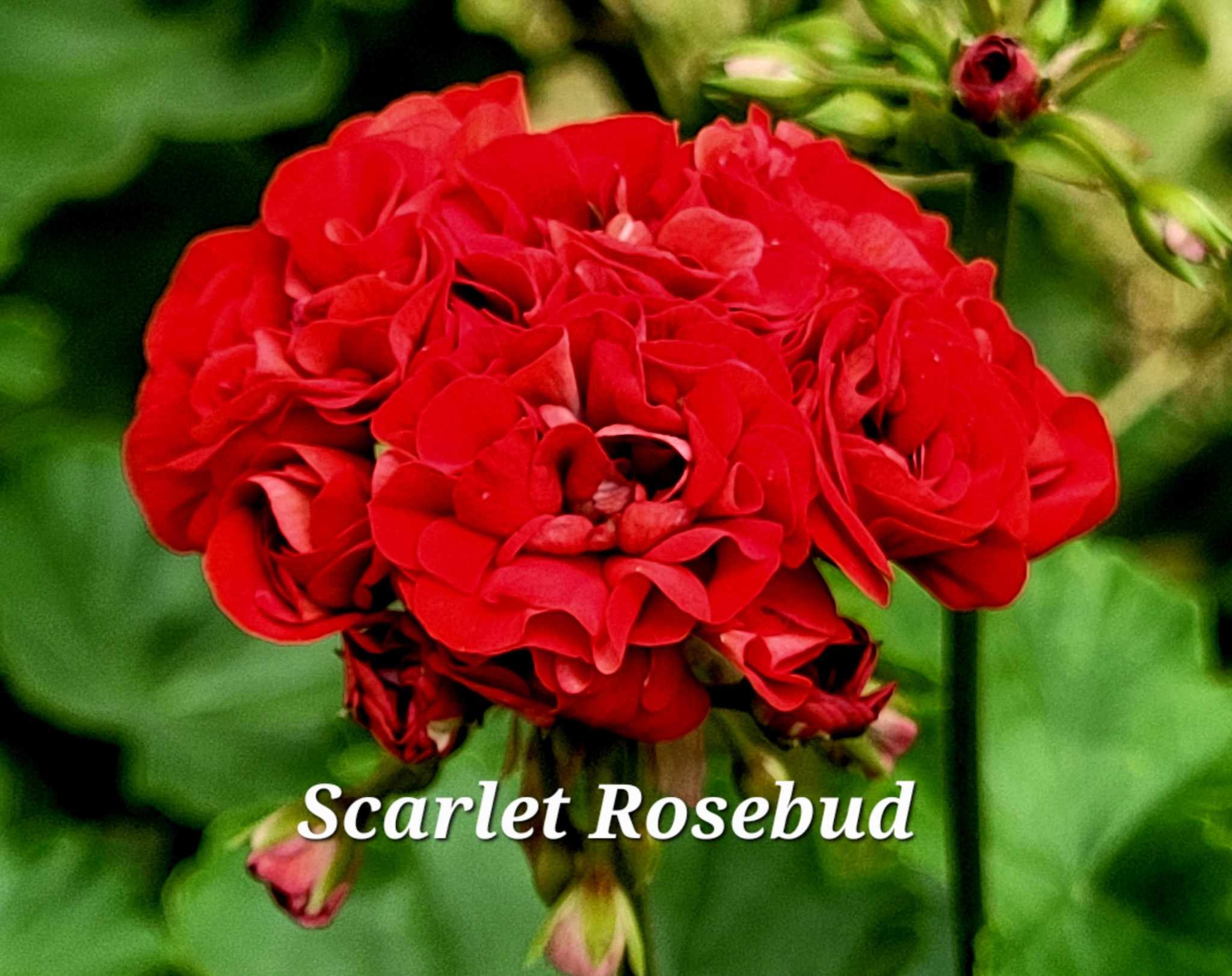 Unique & Rare Rosebud Geraniums Blooming Organically Grown Quart Size ...