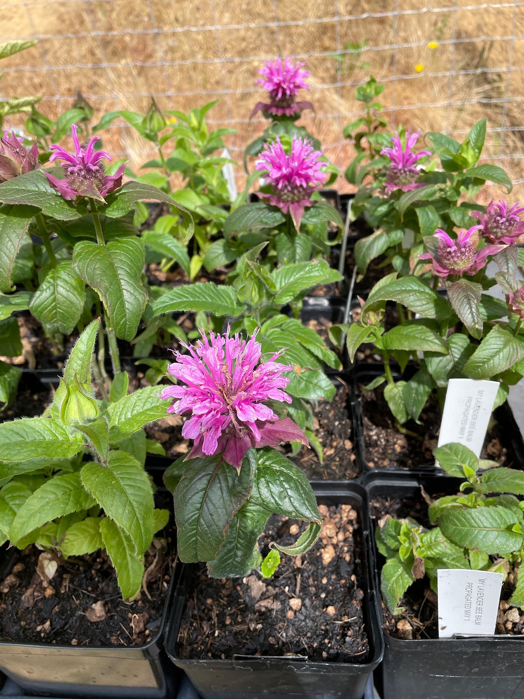 Lavender Monarda bee Balm Gallon Size Plant - Etsy