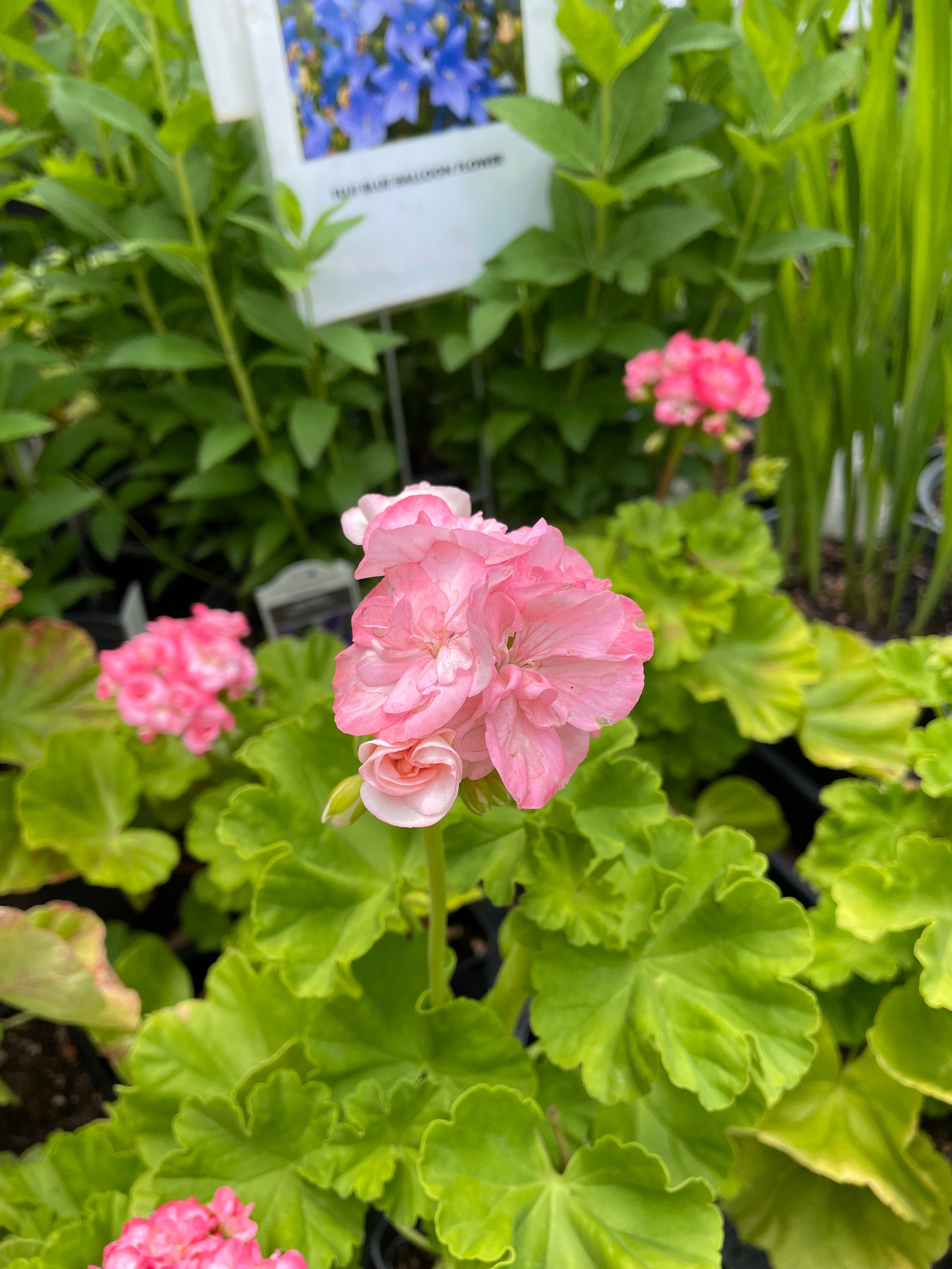 Unique & Rare Rosebud Geraniums Blooming Organically Grown Quart Size ...