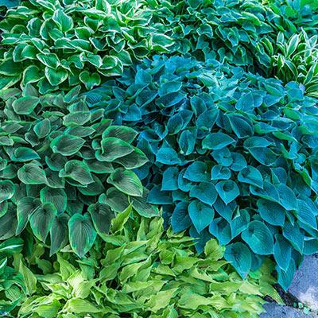 Hosta Mix Gallon Size Bareroot Organically Grown as Nature Intended - Etsy