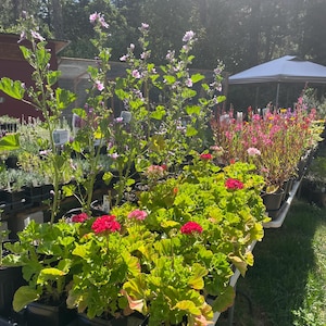 Evergreen Western Sword Fern 1 Gallon Size Plant grown as Nature ...