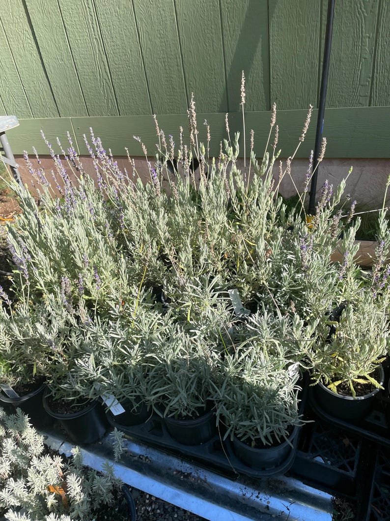 Goodwin Creek French Lavender 1 Gallon Premium Plants grown as Nature ...