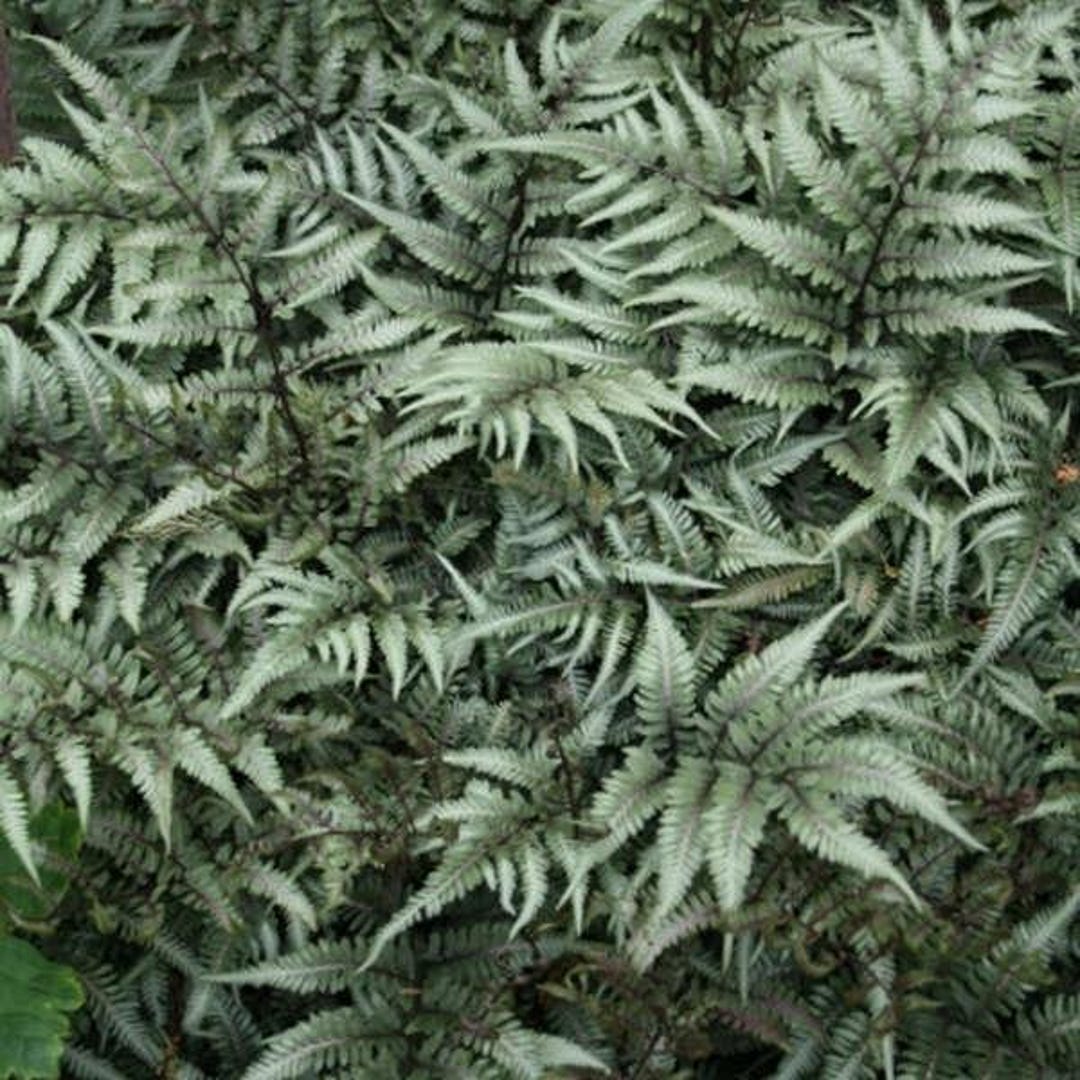 Godzilla Lady Fern: Perennial, Established Root System - Etsy
