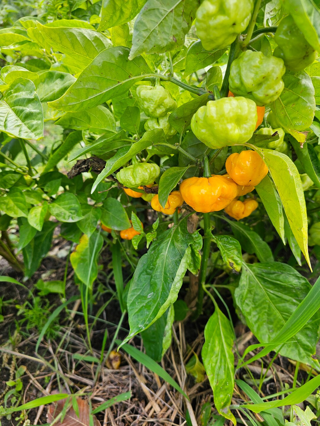 Scotch Bonnet Pepper Plant, Real Jamaican Scotchi With Flowers or ...