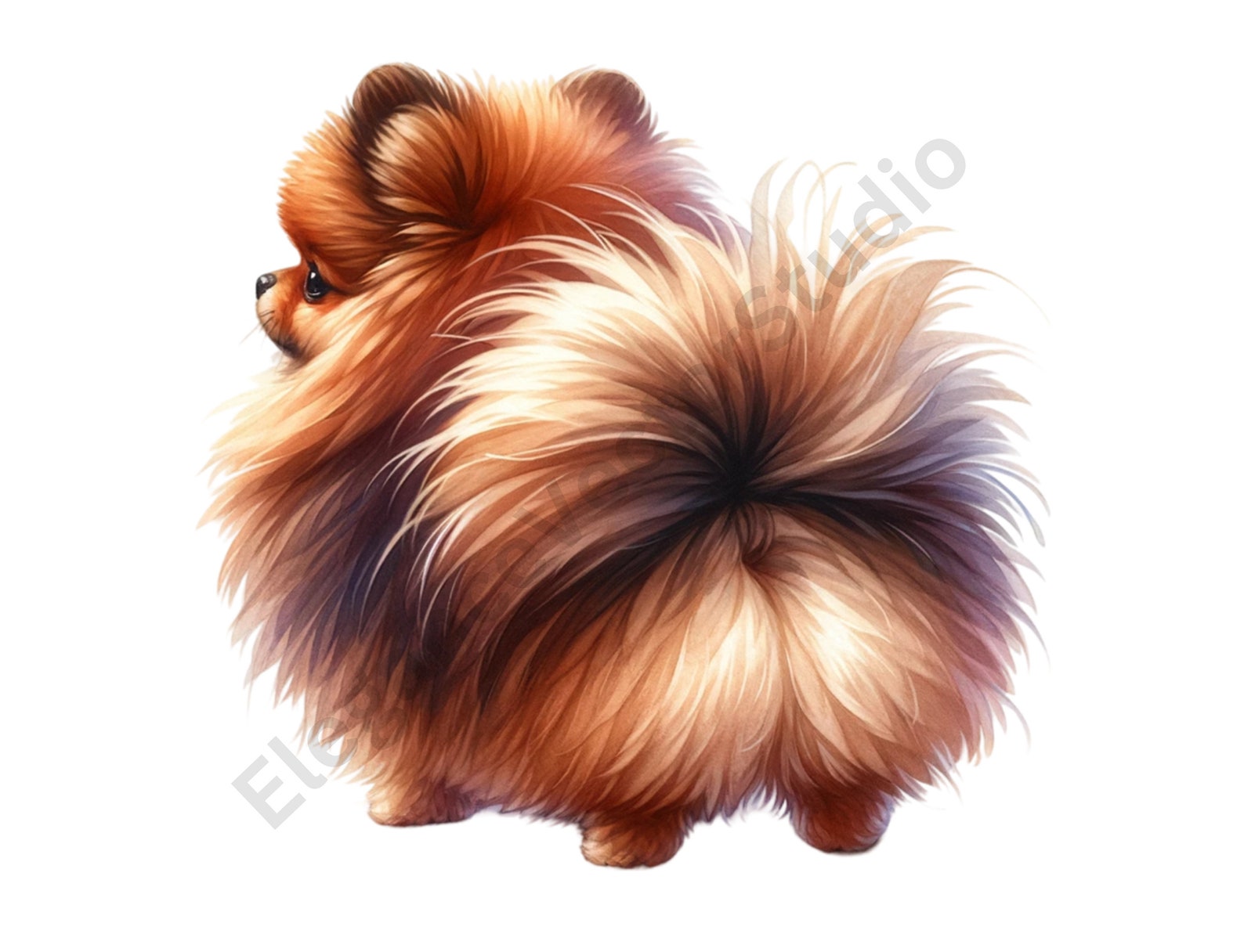 Pomeranian Clipart Bundle 36 PNG Images, Watercolor Pomeranian Clipart ...