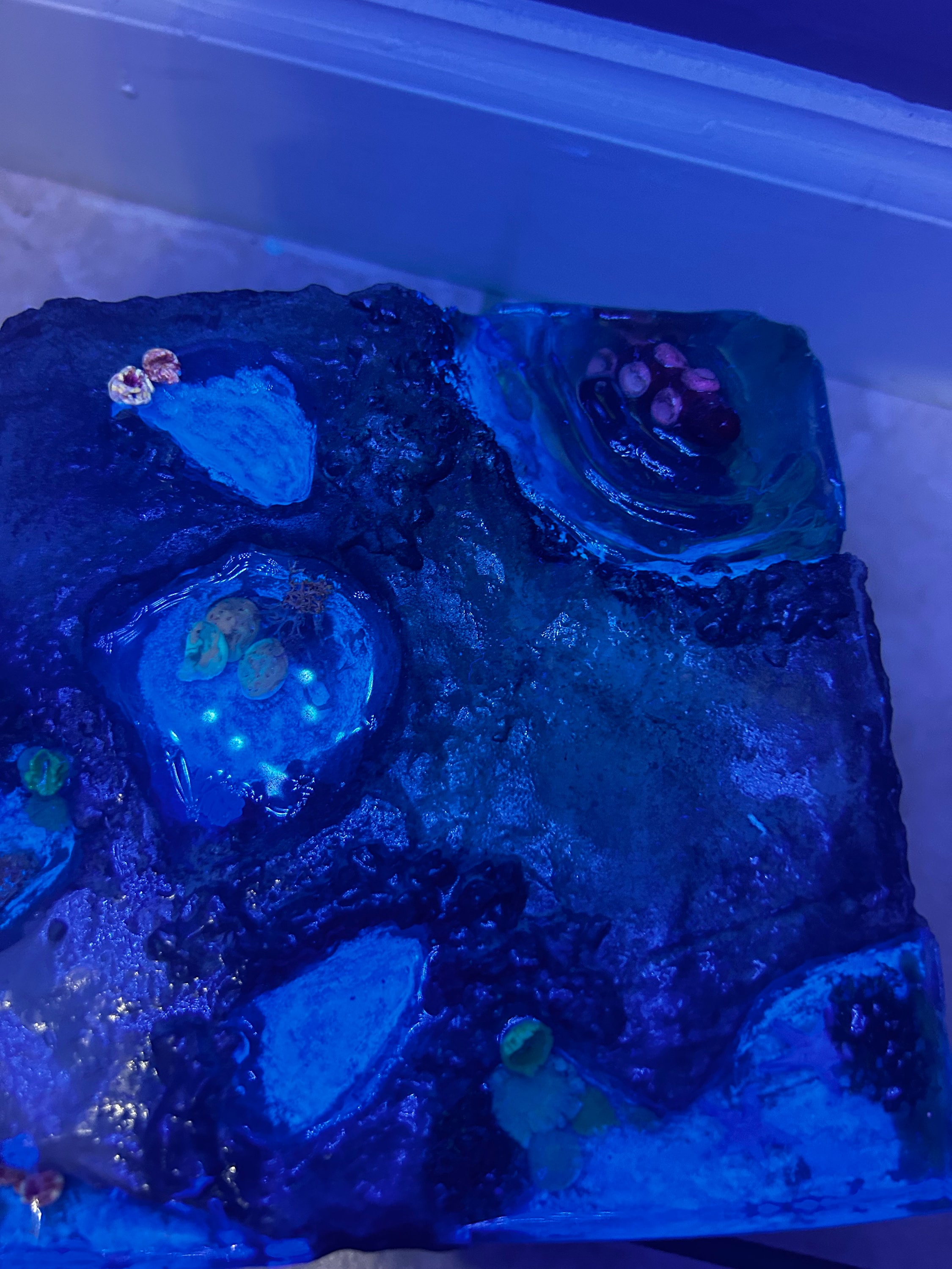 Sea Monster Tide Pool Diorama - Etsy