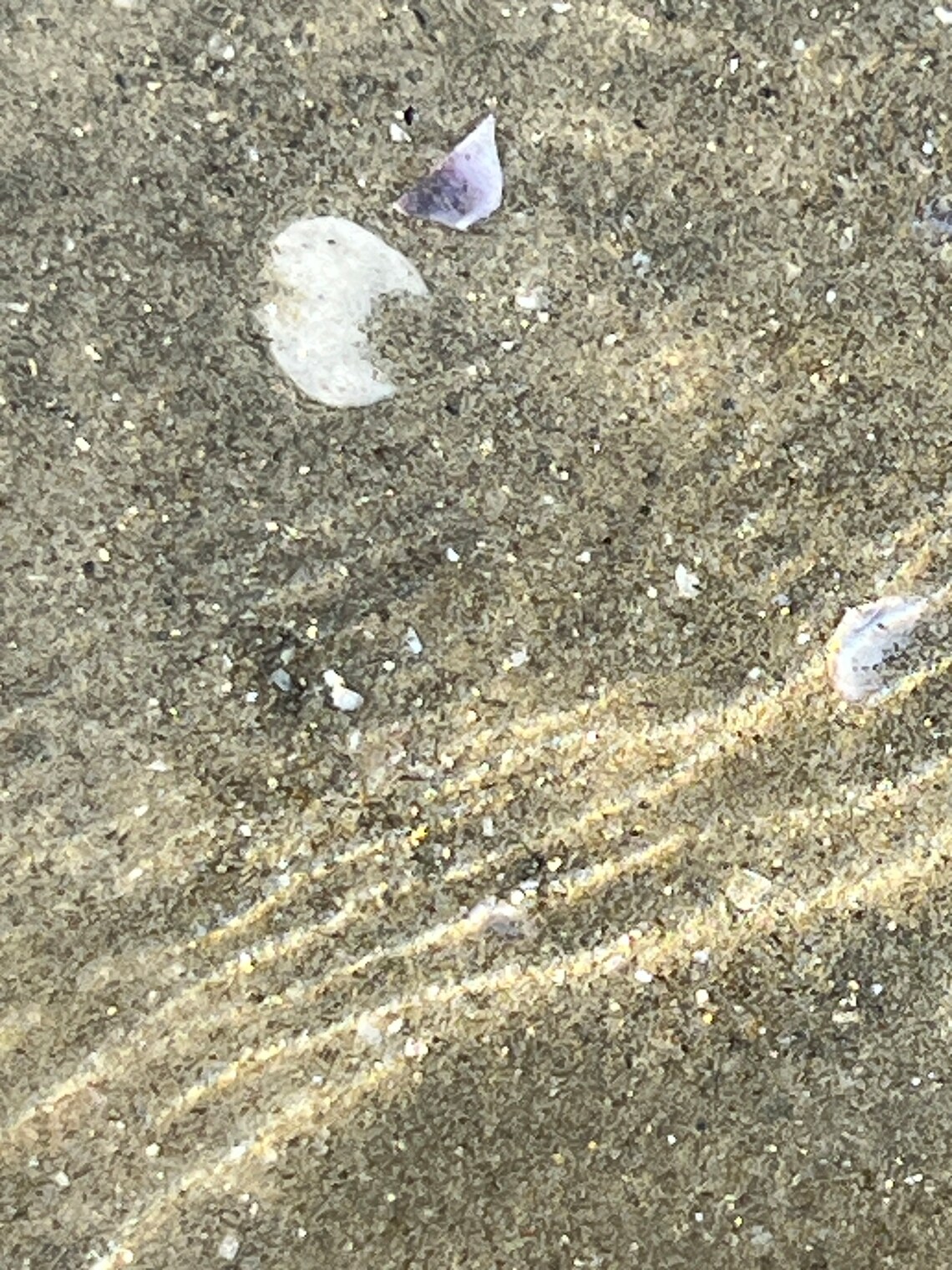 50 Very Small SAND DOLLARS, 1/2 to 3/4 Inches. - Etsy