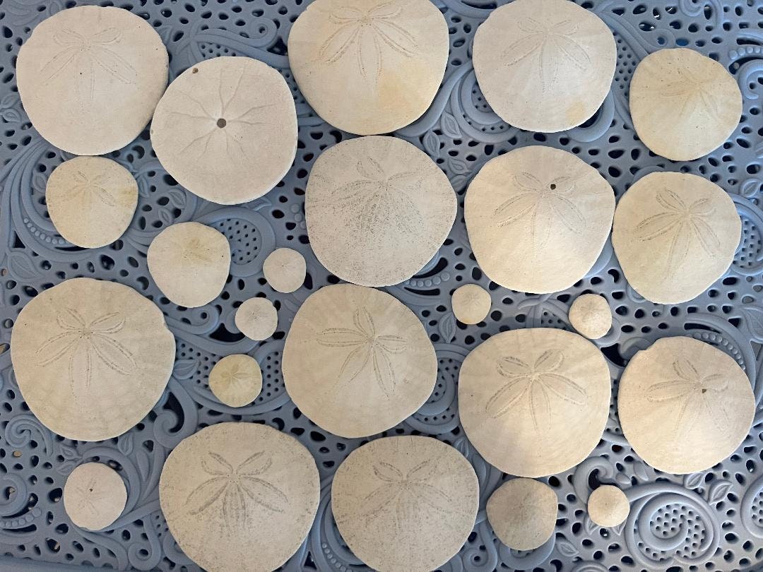 Sand Dollars (imperfect, Minor Defects) - Etsy