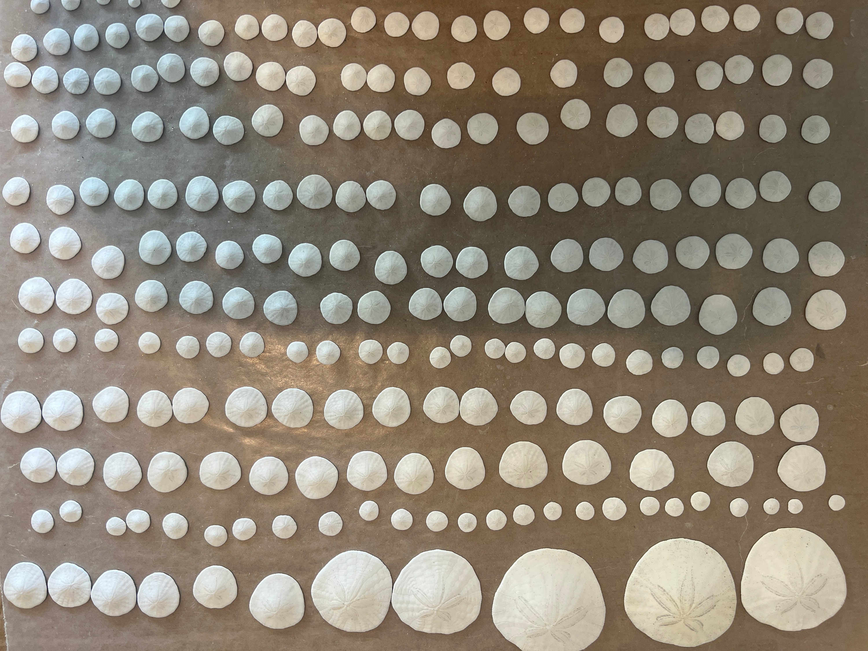 50 Very Small SAND DOLLARS, 1/2 to 3/4 Inches. - Etsy
