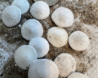 50 Very Small SAND DOLLARS, 1/2 to 3/4 Inches. - Etsy