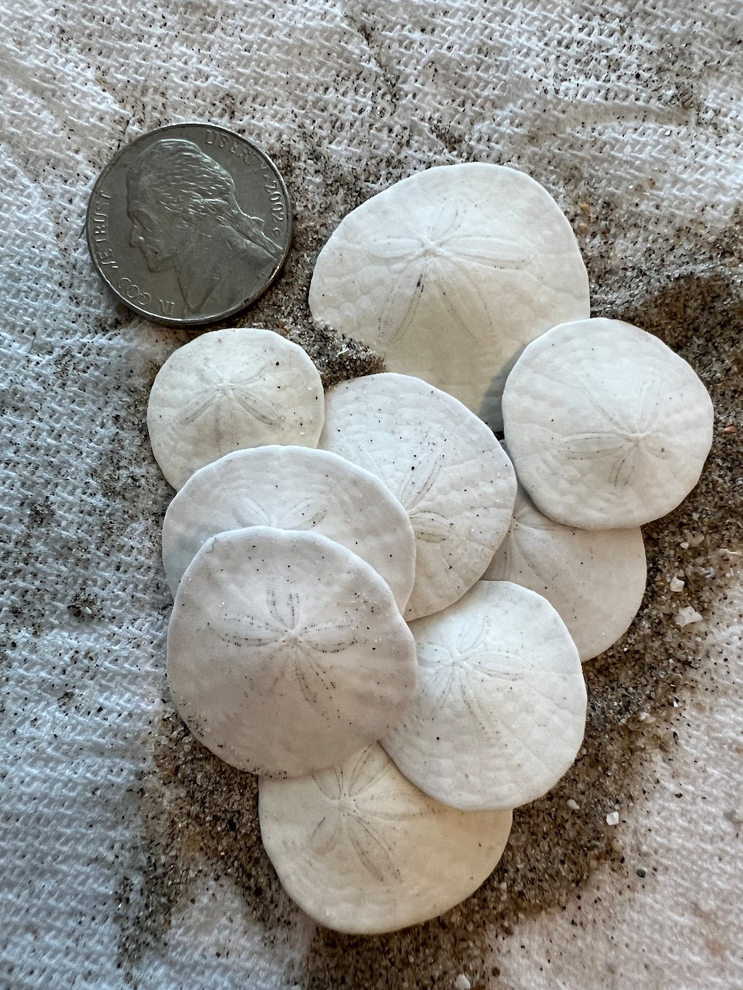 50 Very Small SAND DOLLARS, 1/2 to 3/4 Inches. - Etsy