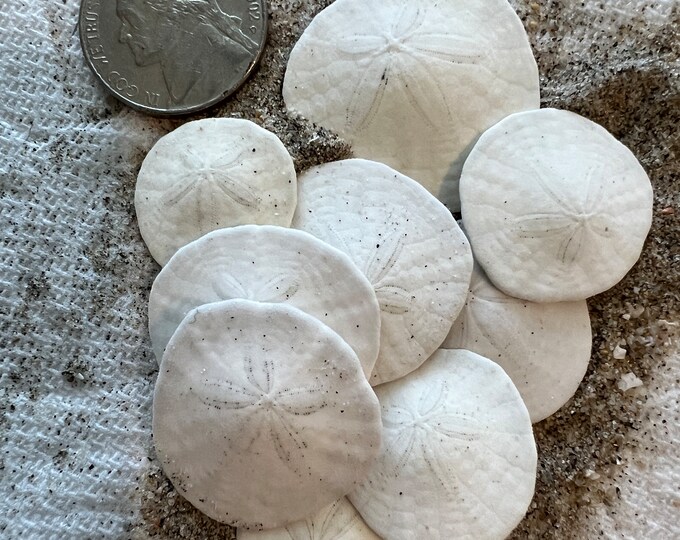 50 Very Small SAND DOLLARS, 1/2 to 3/4 Inches. - Etsy