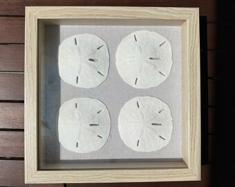 Sand Dollar Shadow Box - Etsy