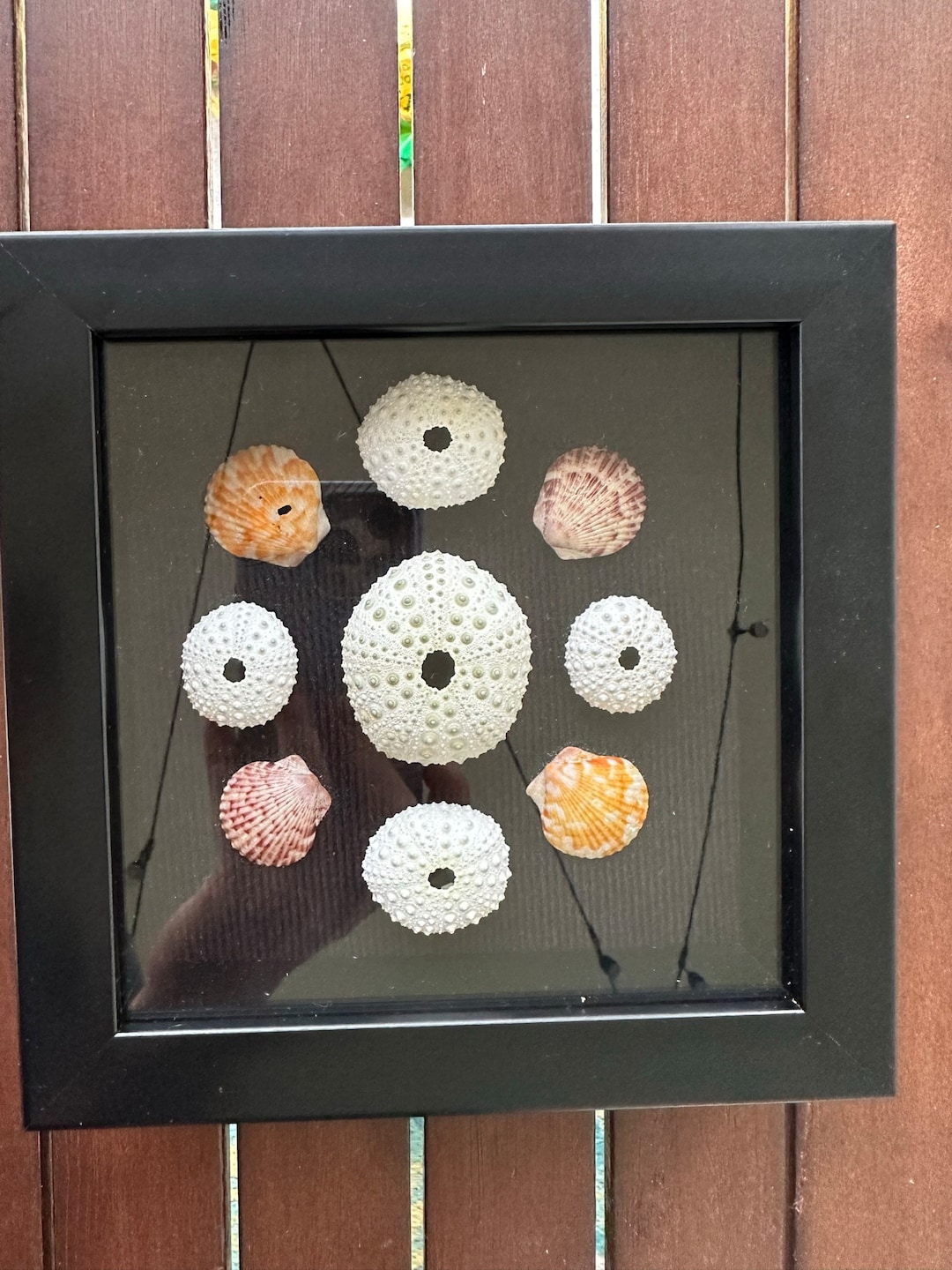Scallop & Urchin Shadow Box - Etsy