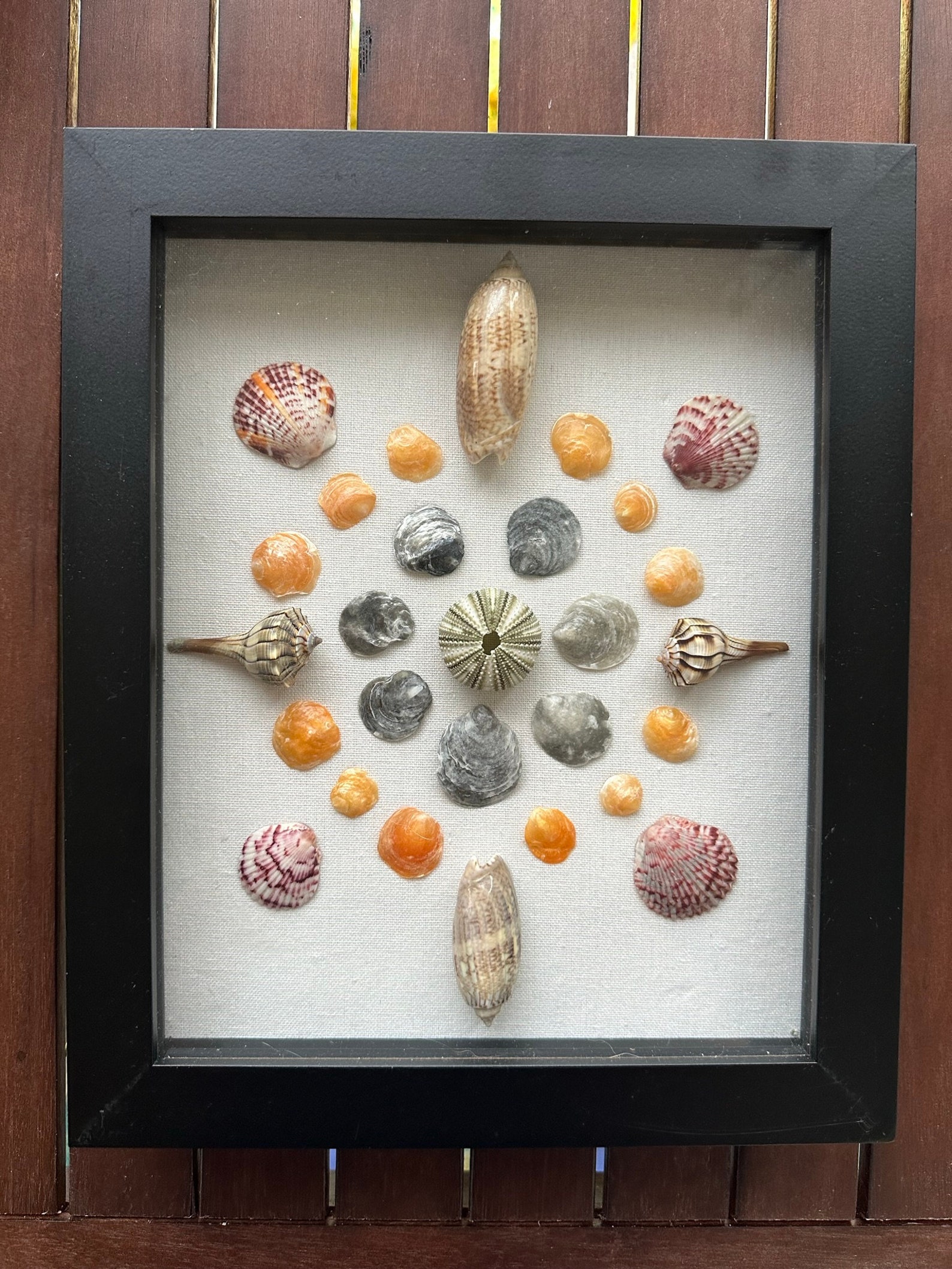 SWFL Shells Shadow Box - Etsy