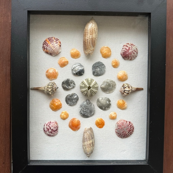 Shell Shadow Box - Etsy