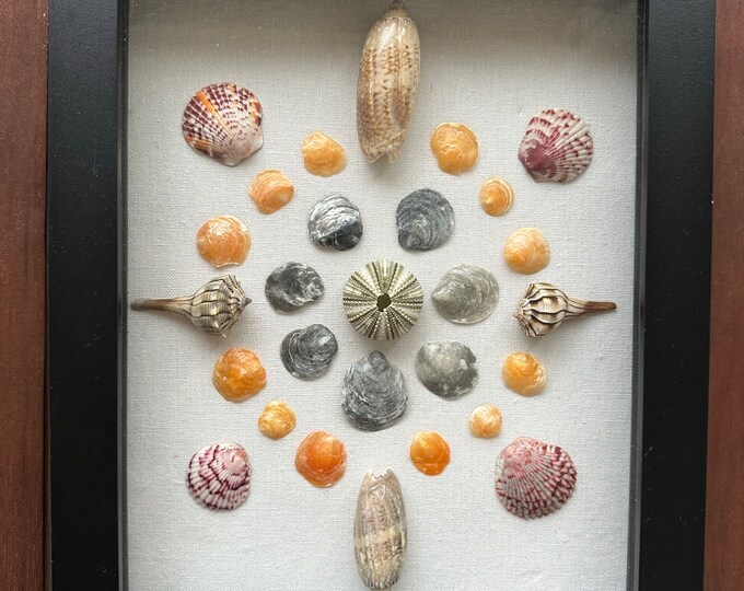 Unique Scallop Shell Mosaic From Florida Gulf Coast Seashells in White ...
