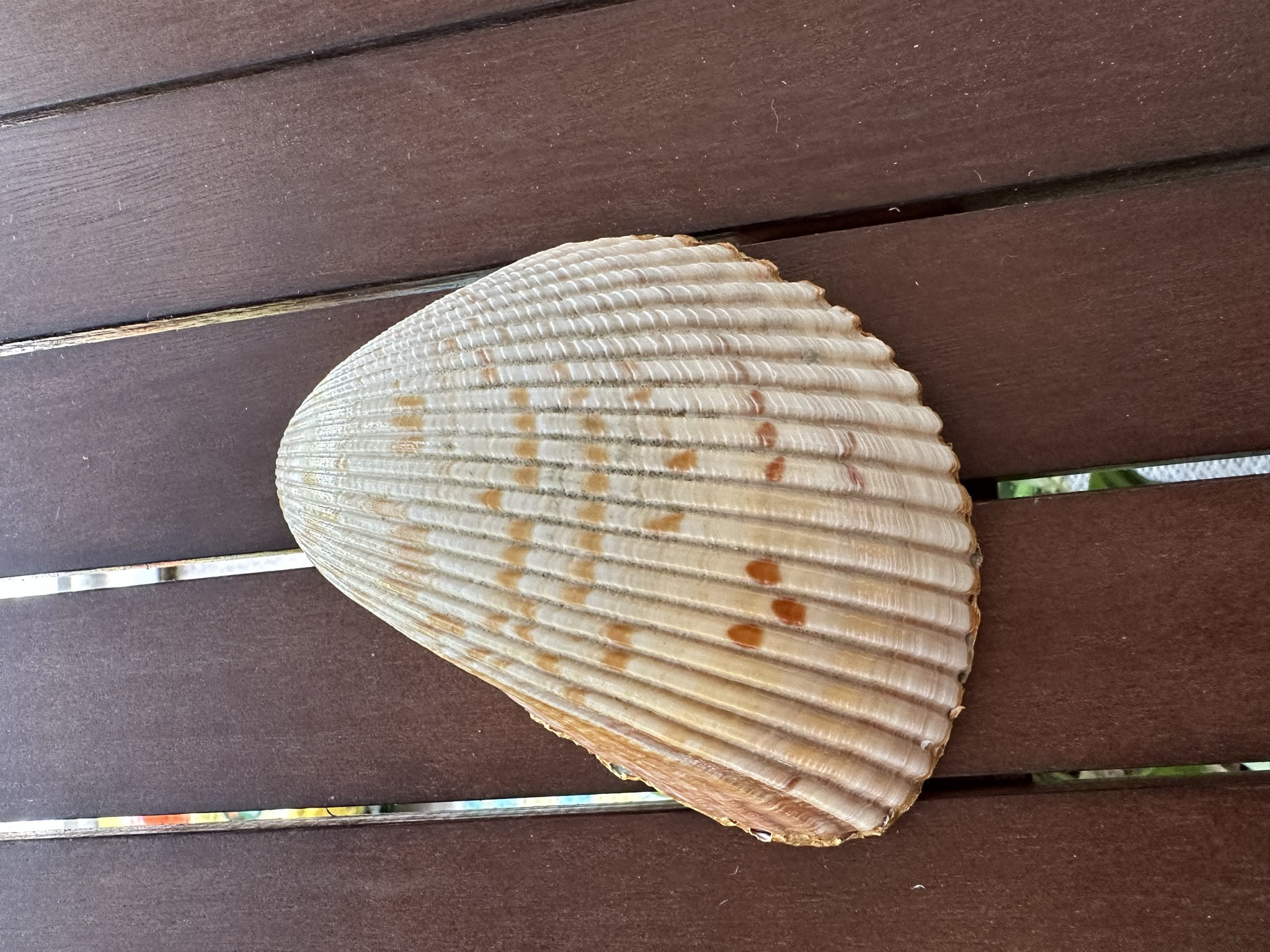 Decorated Giant Heart Cockle Shells - Etsy