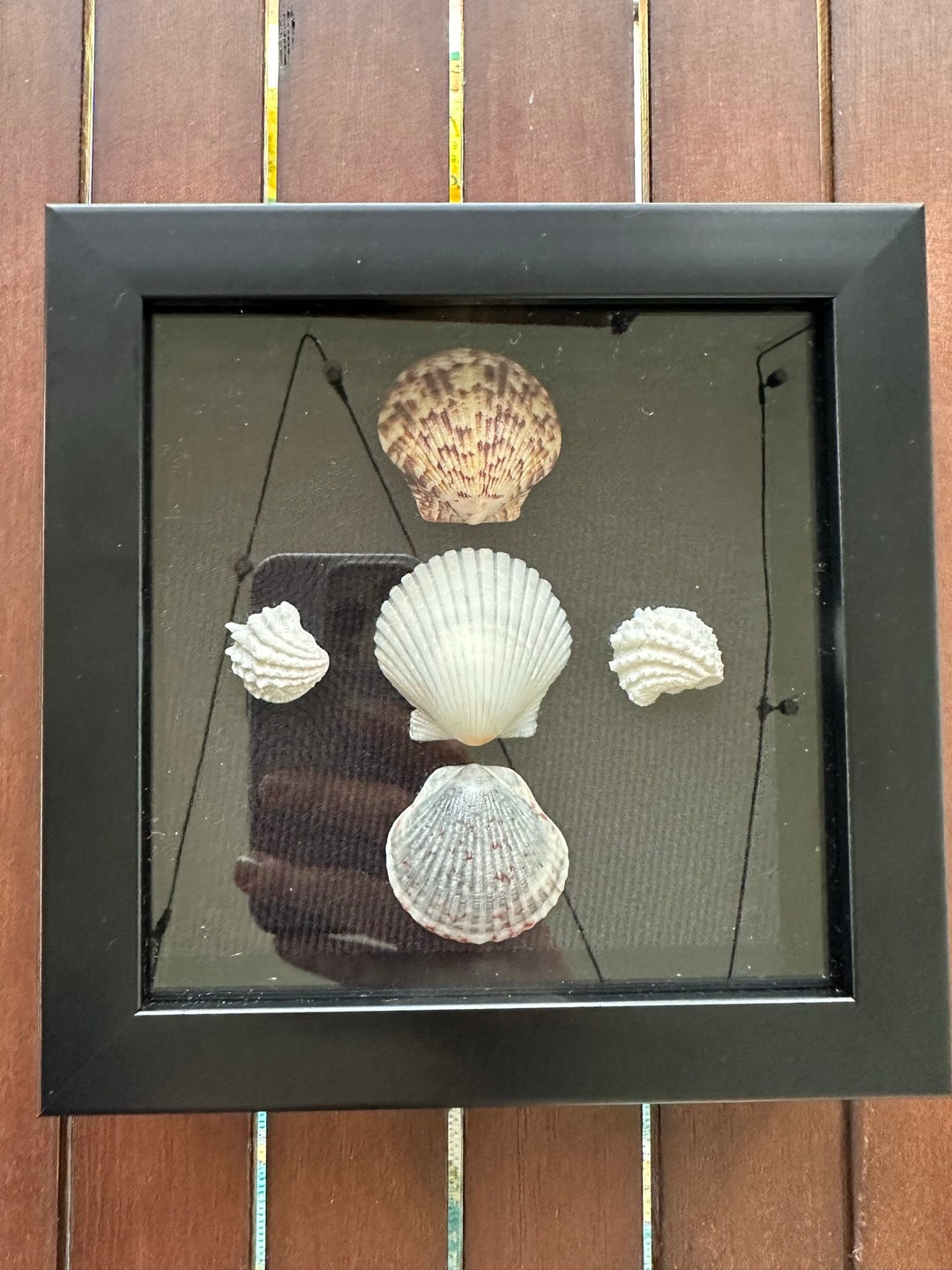 Scallop Shell Shadow Box - Etsy