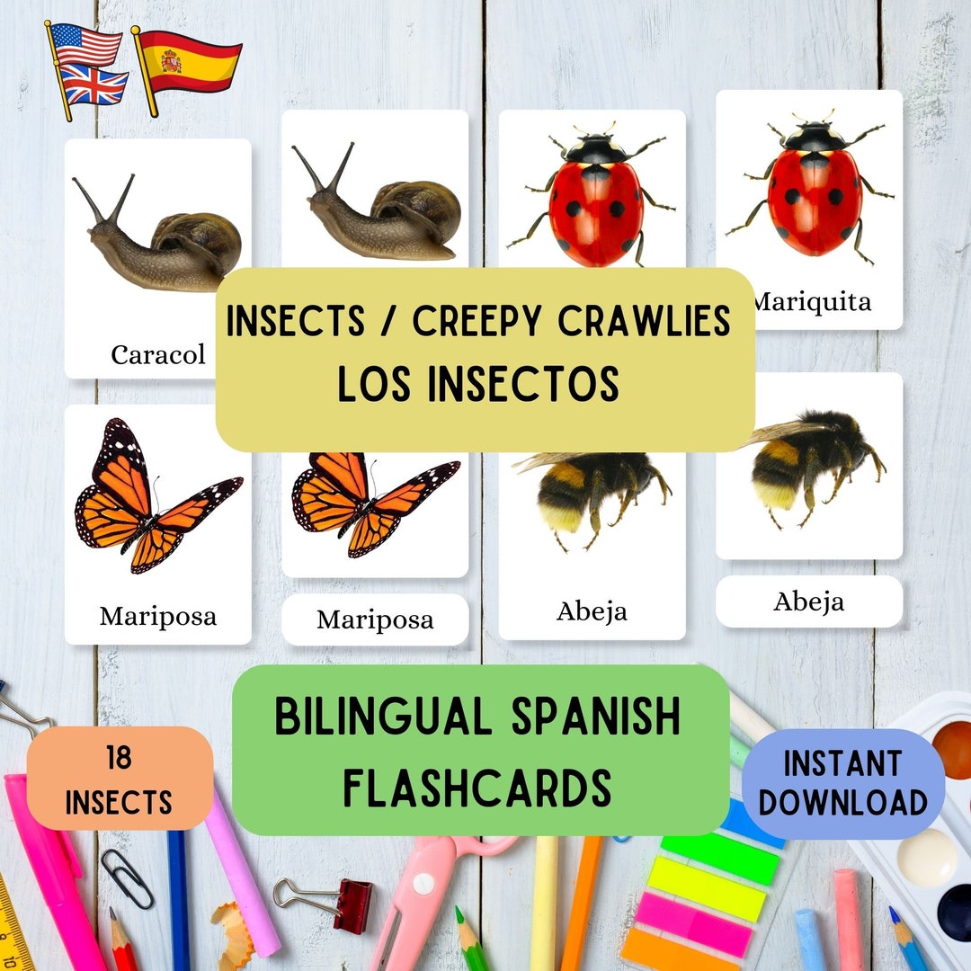 Bilingual Spanish Flash Cards Insects / Creepy Crawlies, Learn ...