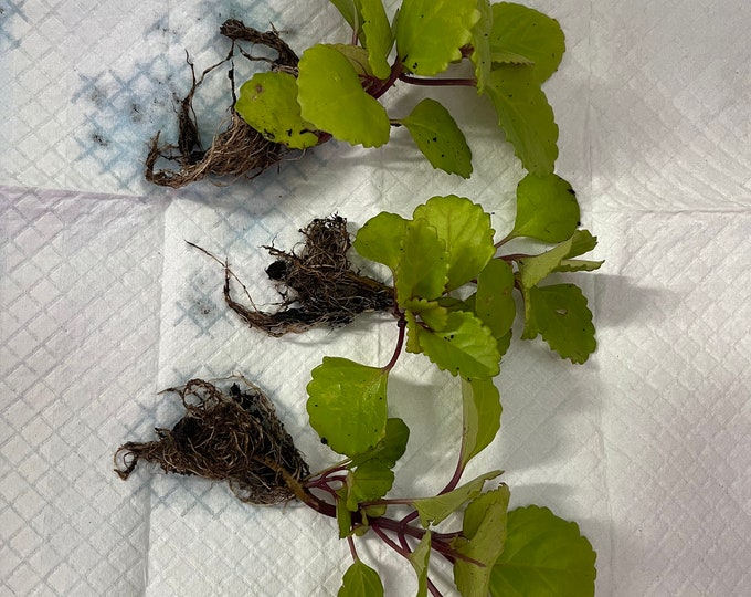 Swedish Ivy, Creeping Charlie - Etsy