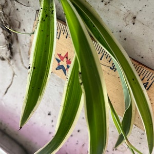 Inverted Variegated Spider Plant, Airplane Plant - Etsy