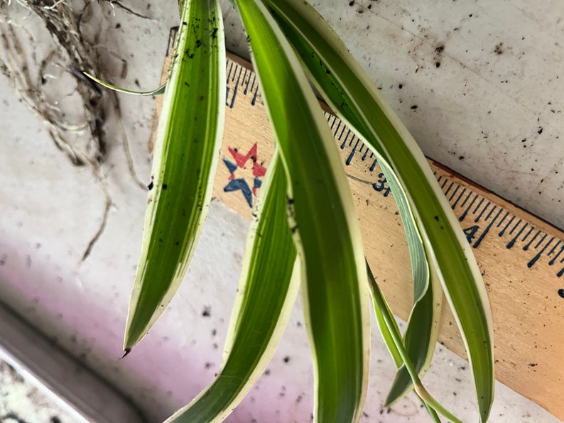 Inverted Variegated Spider Plant, Airplane Plant - Etsy