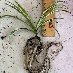 Inverted Variegated Spider Plant, Airplane Plant - Etsy