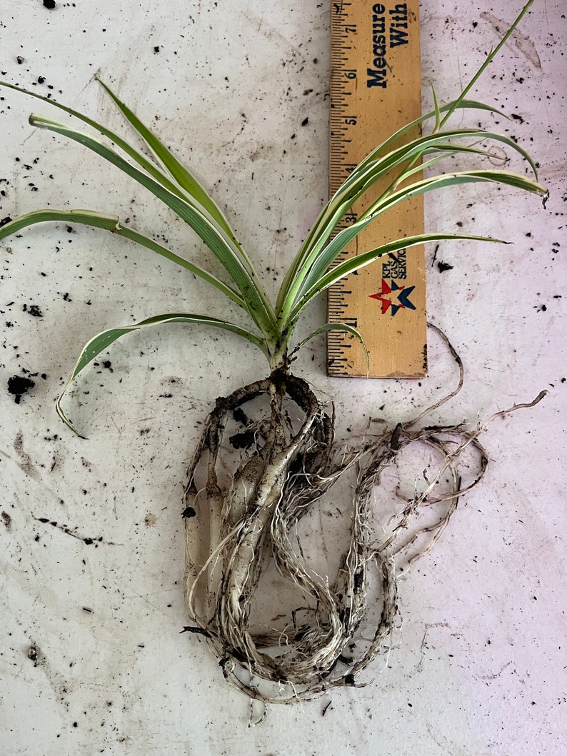 Inverted Variegated Spider Plant, Airplane Plant - Etsy