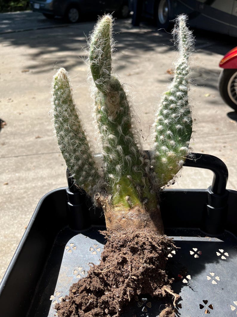 Cactus-snow White Opuntia- Prickly Pear - Etsy