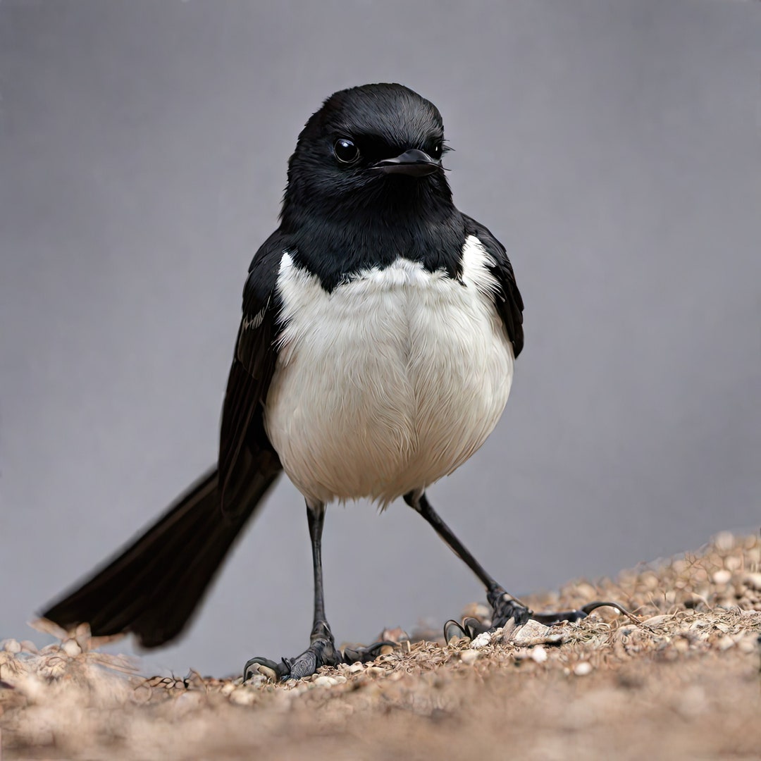 Printable Photo Art Willie Wagtail Bird - Etsy Australia