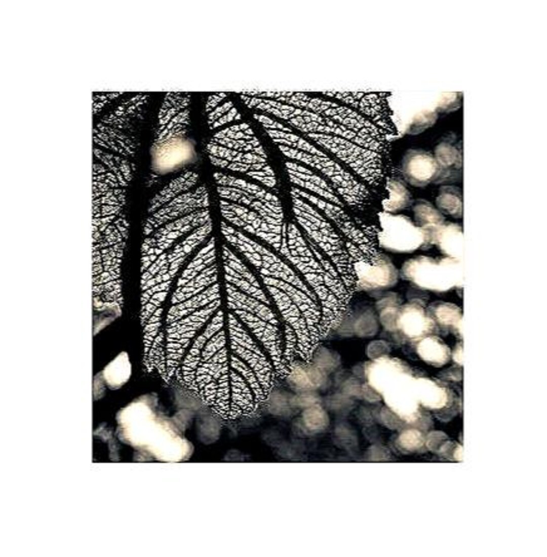 Printable Photo Art ~ Calligraphy Leaf ~ Digital Download - Etsy