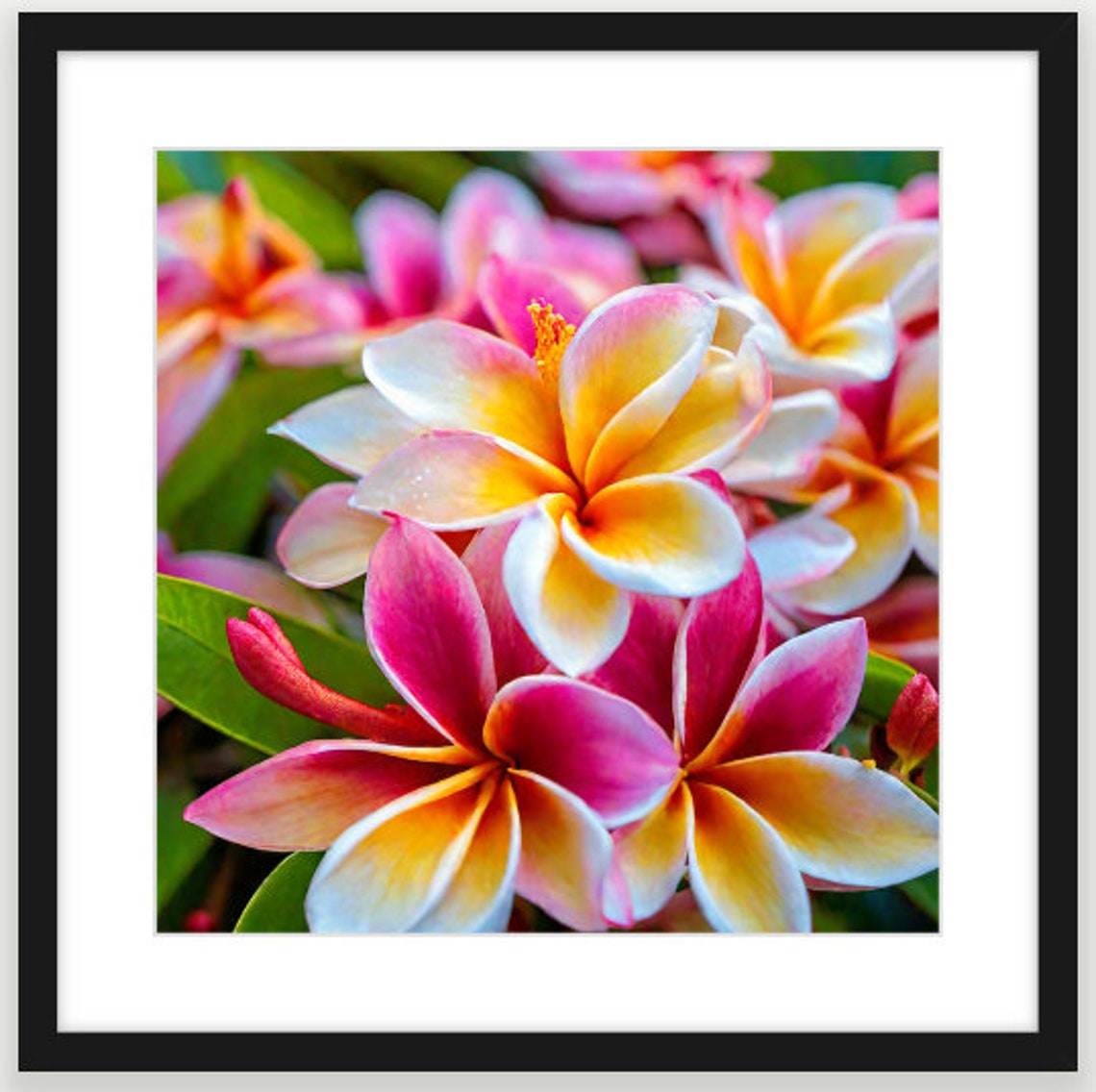 Printable Photo Art ~ Frangipani Dreams ~ Digital Download - Etsy