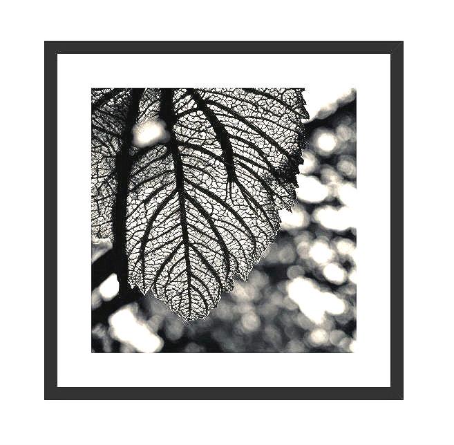 Printable Photo Art Calligraphy Leaf Digital Download - Etsy
