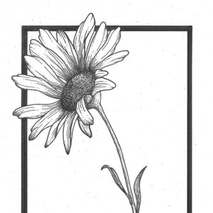 Daisy Floral Print From Original Drawing in Black and White With Modern ...