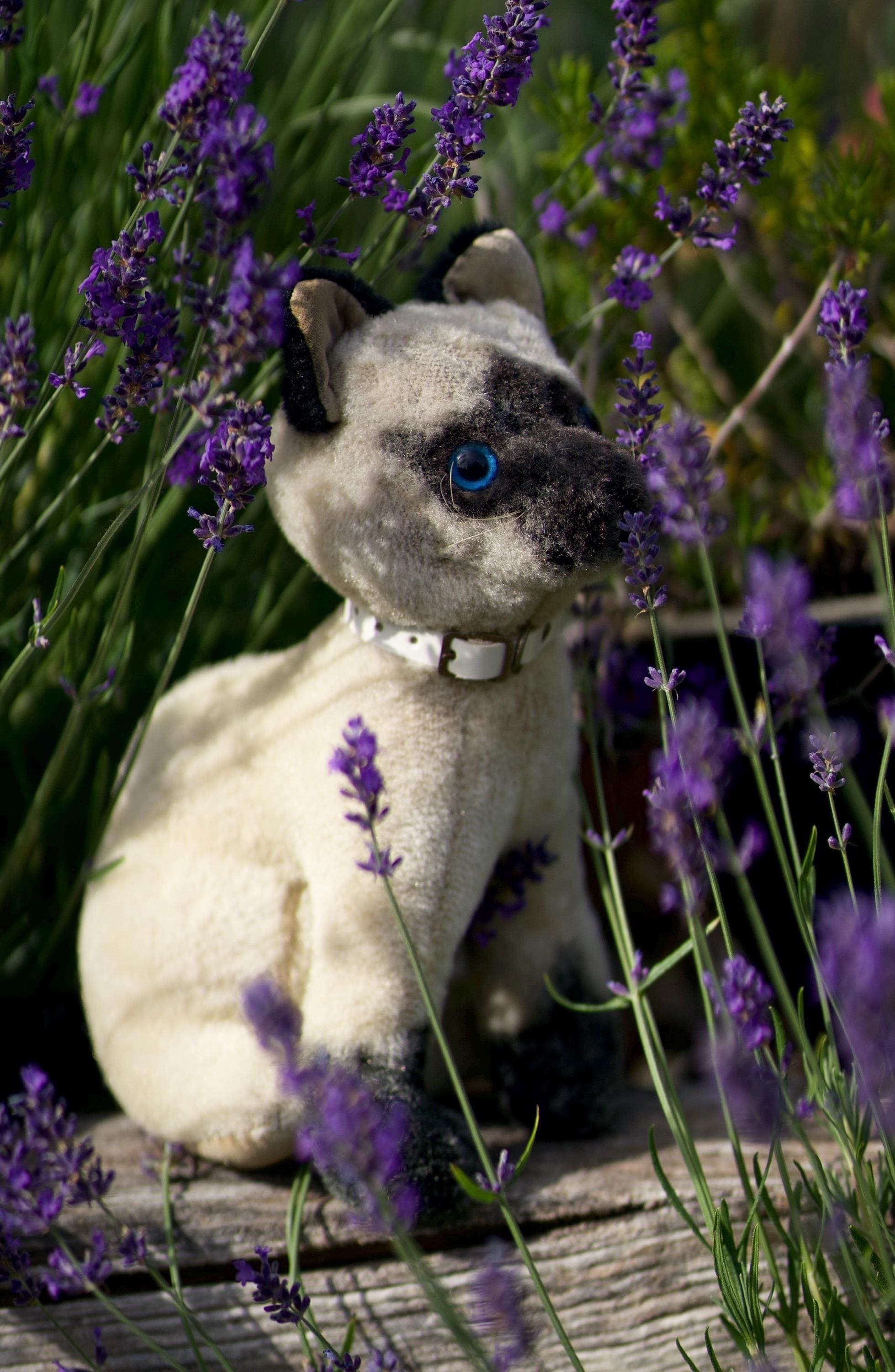 Vintage Merrythought Siamese Cat Plush, 10" Stuffed Animal - Etsy