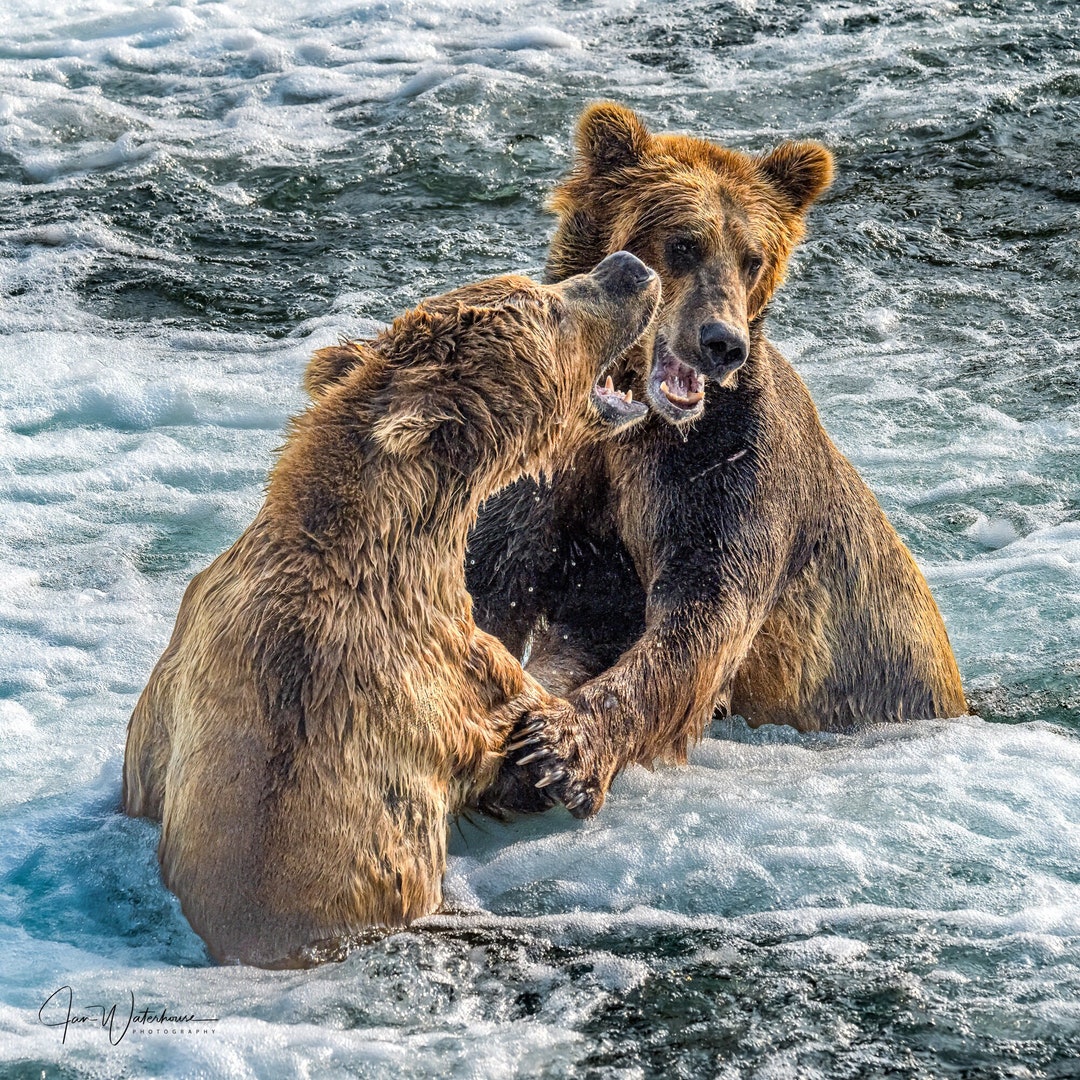 Fighting Bears Fine Art Photo - Etsy